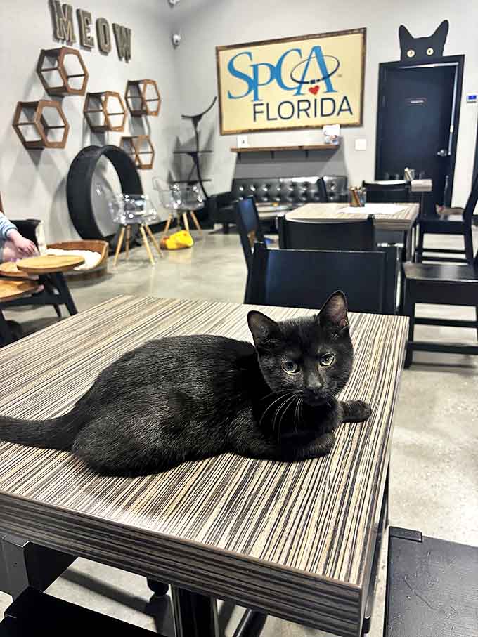 This sleek black cat owns the table, the café, and probably your heart too. Those eyes say, "I'm judging your coffee order."