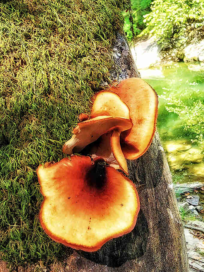 These vibrant mushrooms demonstrate nature's artistic flair, decorating a moss-covered tree with their umbrella-like caps.