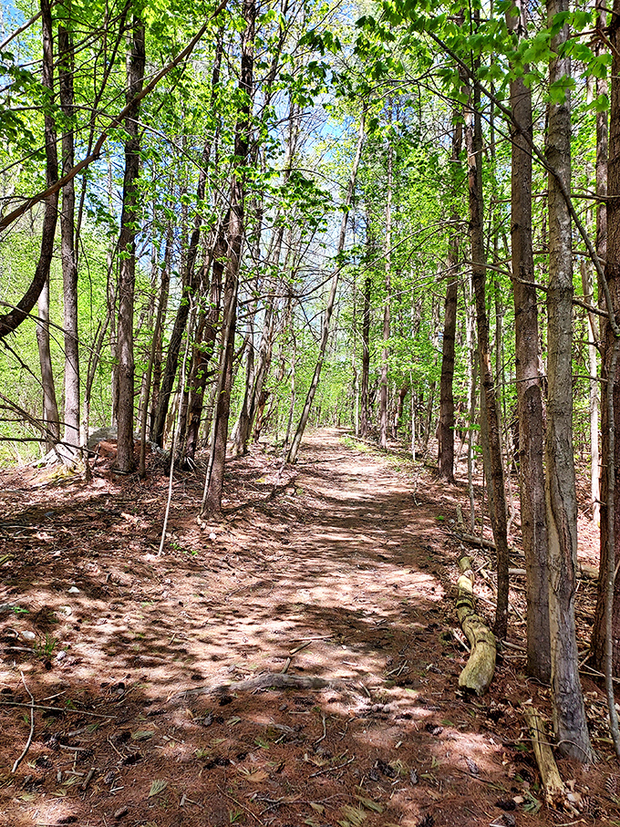 Dappled sunlight filters through the forest canopy, creating a natural spotlight on this serene woodland trail.