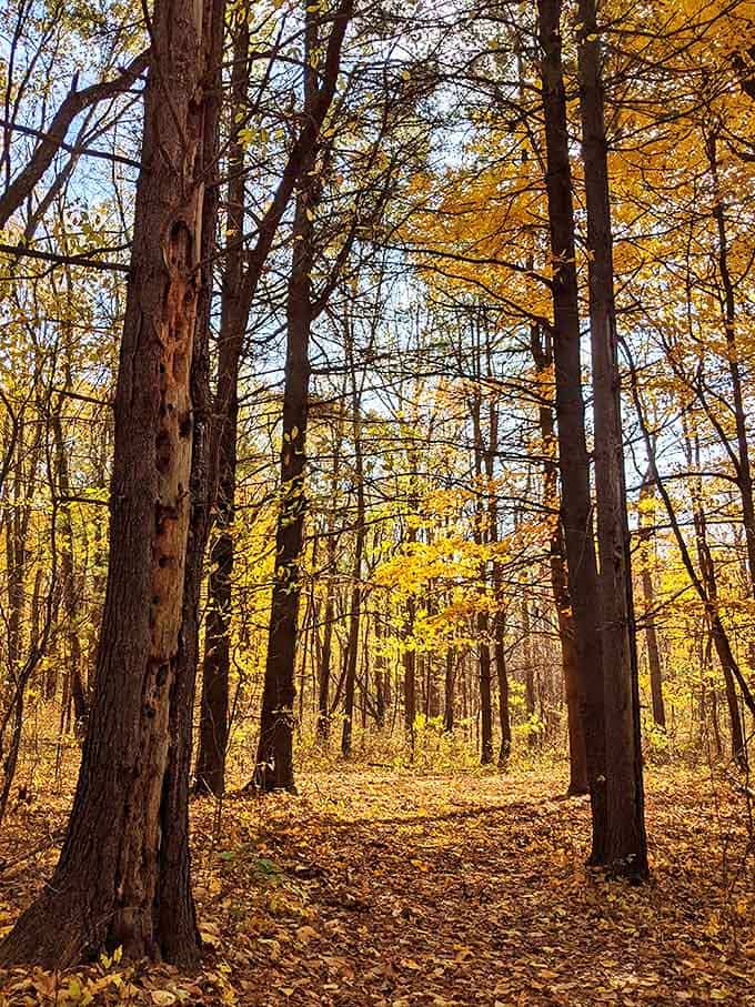 Autumn paints Historic Charlton Park in golden hues, creating magical pathways through history that seem plucked from a Rockwell painting.