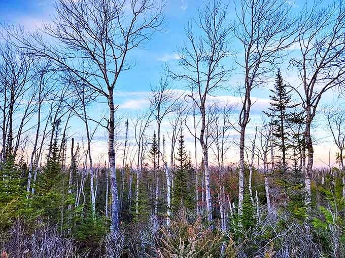 Birch trees stand like nature's exclamation points against the sky, their paper-white bark creating natural contrast that no filter could improve.