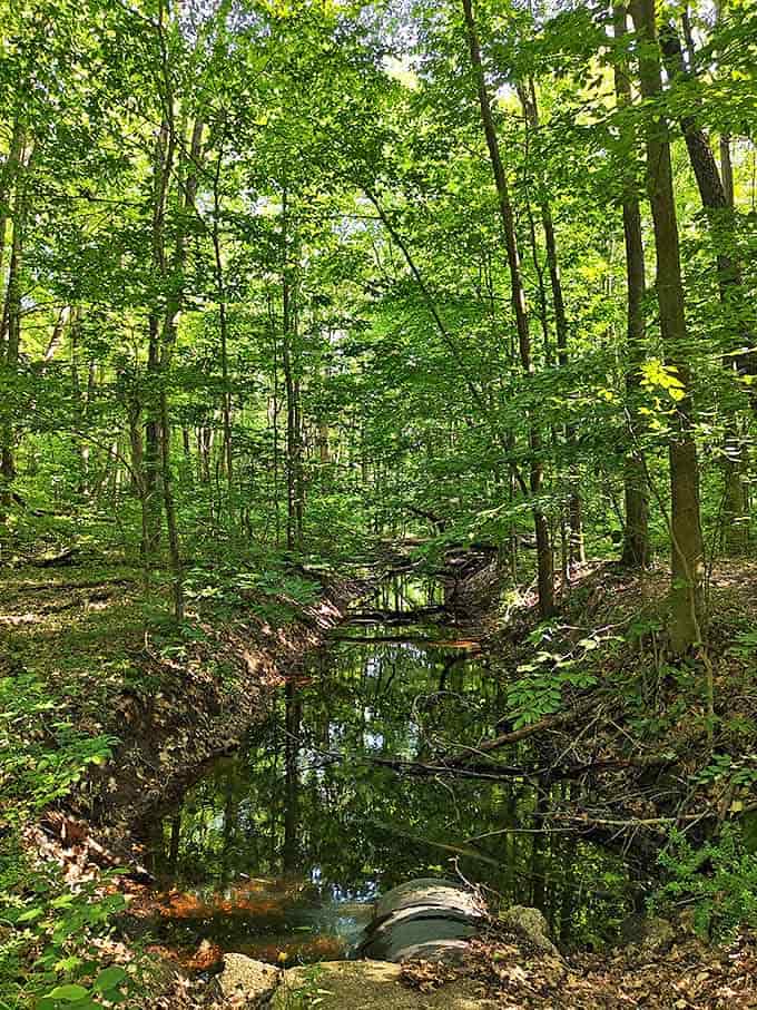 A tranquil forest stream reflects the dense canopy above, creating a mirror world where time seems to stand perfectly still.