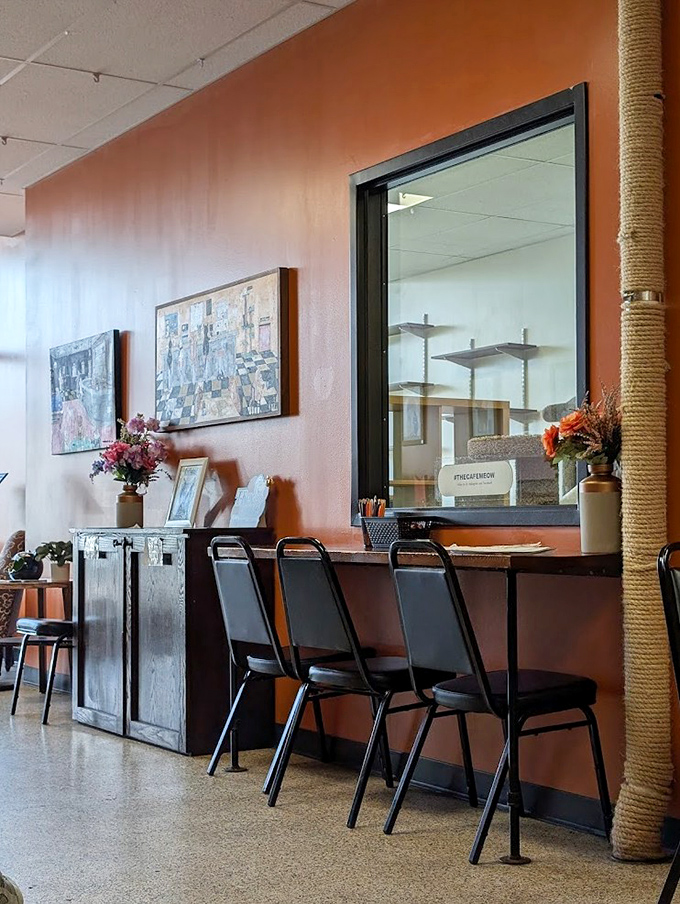 Warm terracotta walls and comfortable seating create the perfect vantage point for observing the cat lounge through the window.