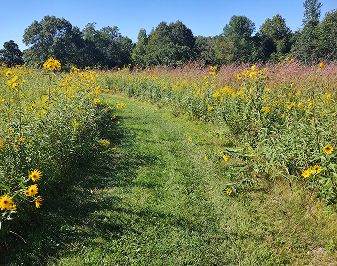 Prairie wildflowers create nature's version of a yellow brick road, leading adventurers through sun-drenched meadows between forest sections.
