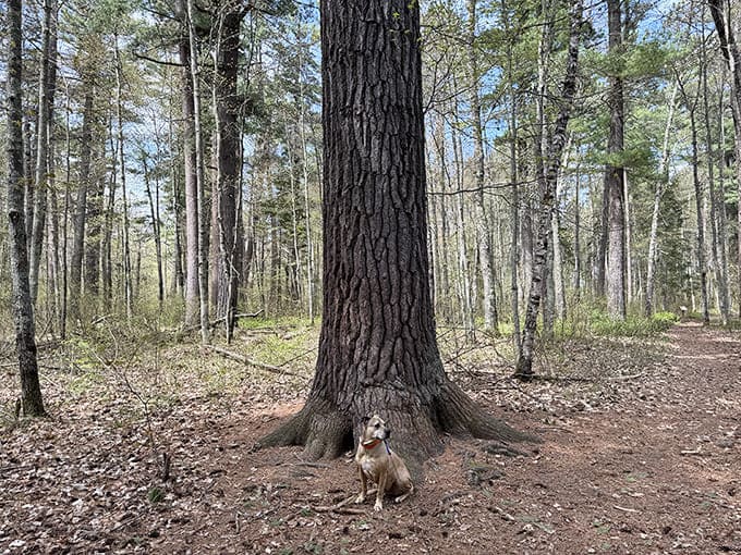 Even four-legged explorers seem to appreciate the majesty of these ancient pines, though they're probably more interested in the fascinating scents.