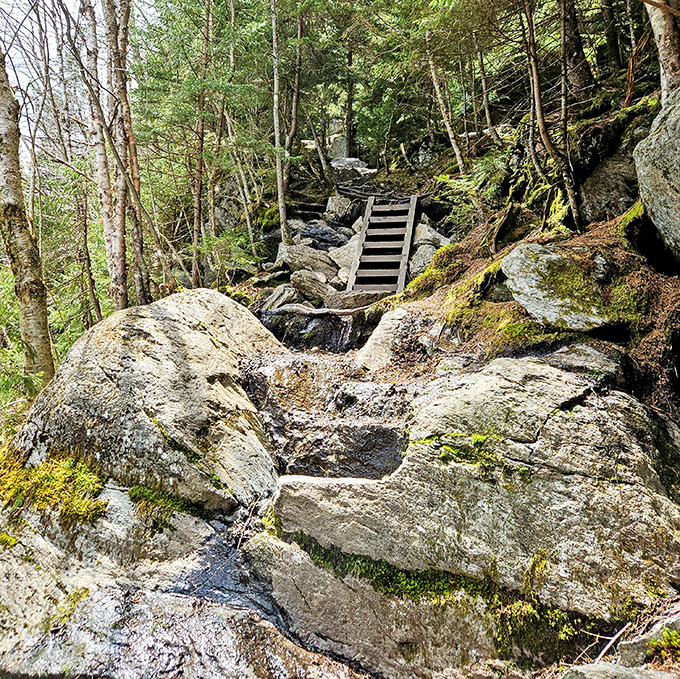 Nature's staircase challenges hikers with moss-covered steps that have witnessed centuries of adventurous footfalls.