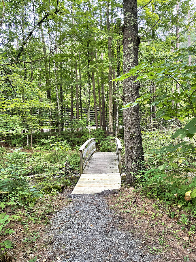 Wooden bridges leading to adventures, or at least to slightly different parts of the forest that look remarkably similar.