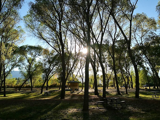 Sunlight filters through a cathedral of cottonwoods, casting dappled shadows that dance across the ground in nature's light show.