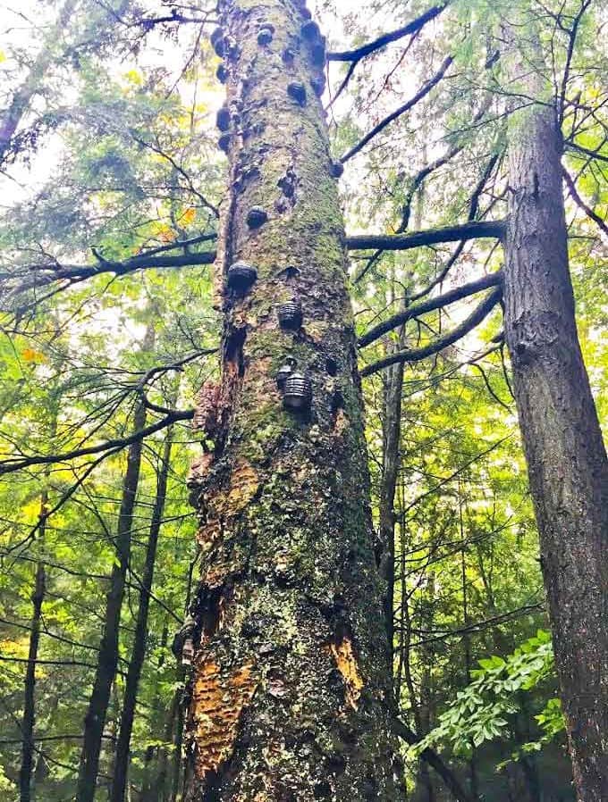 This weathered sentinel has witnessed countless seasons of change, its bark telling stories of resilience in Michigan's challenging climate.