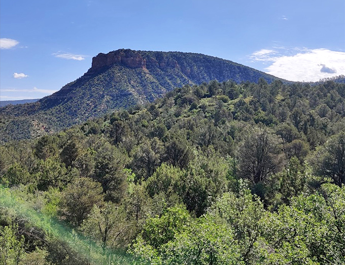 Trees frame the mountain vista: The perfect natural window &ndash; leafy branches create a living frame for the majestic mountain backdrop beyond.