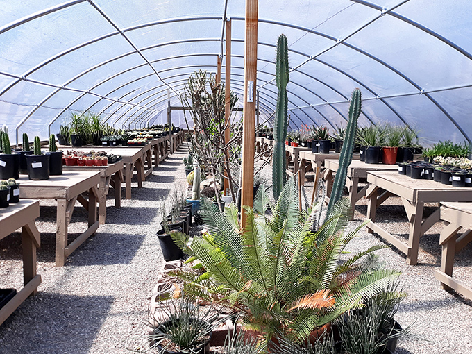 Desert plants display their remarkable adaptability in the botanical gardens, where cacti and succulents create living sculptures in the greenhouse.