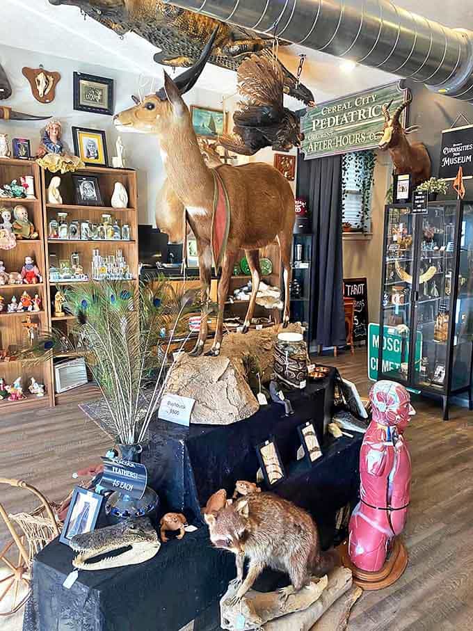 This majestic deer stands frozen in time, surrounded by smaller curiosities in a display that transforms taxidermy into an art form.