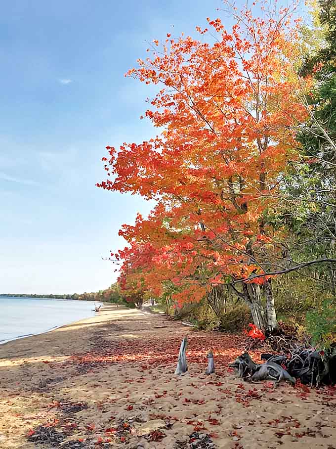 Autumn transforms the shoreline into a painter's palette, where fiery maples contrast dramatically with Superior's deep blue waters.