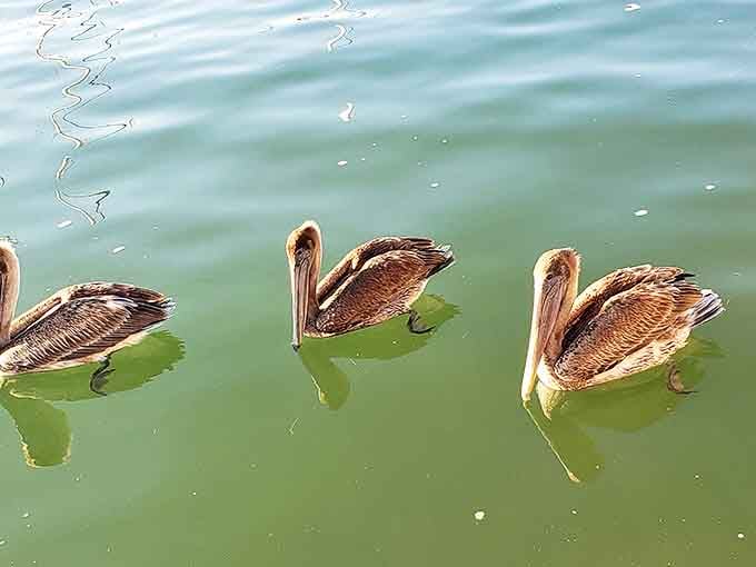 These brown pelicans cruise the waters like feathered submarines, their prehistoric profiles reminding us that birds are modern-day dinosaurs.