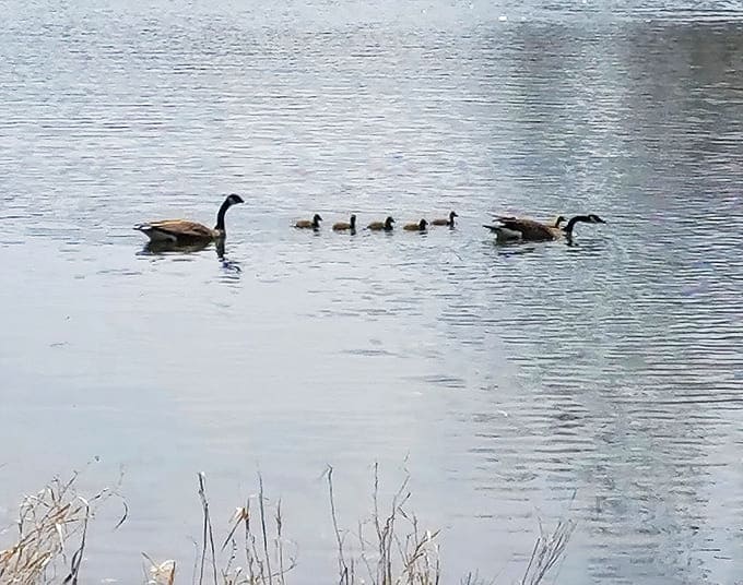Canada geese lead their fuzzy convoy across mirror-like waters, nature's perfect example of "make way for ducklings" in real-time action.