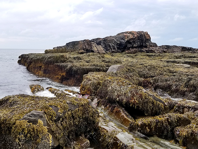 Low tide reveals the intricate ecosystem that thrives beneath the waves, a reminder of Maine's rich maritime heritage.