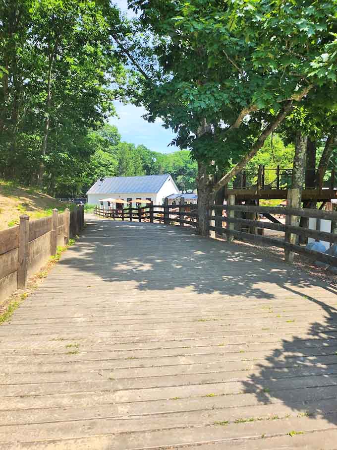 The wooden boardwalk leads visitors deeper into the property, where pine trees and sand dunes coexist in geographical harmony that shouldn't technically exist.