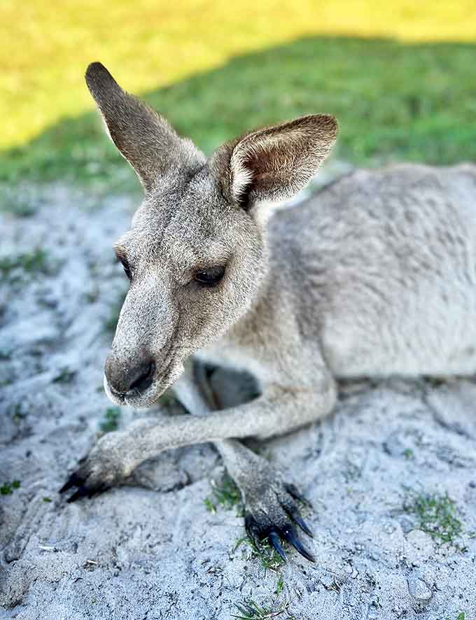 This eastern grey kangaroo demonstrates perfect relaxation posture, using its powerful tail as the third leg of a living tripod.