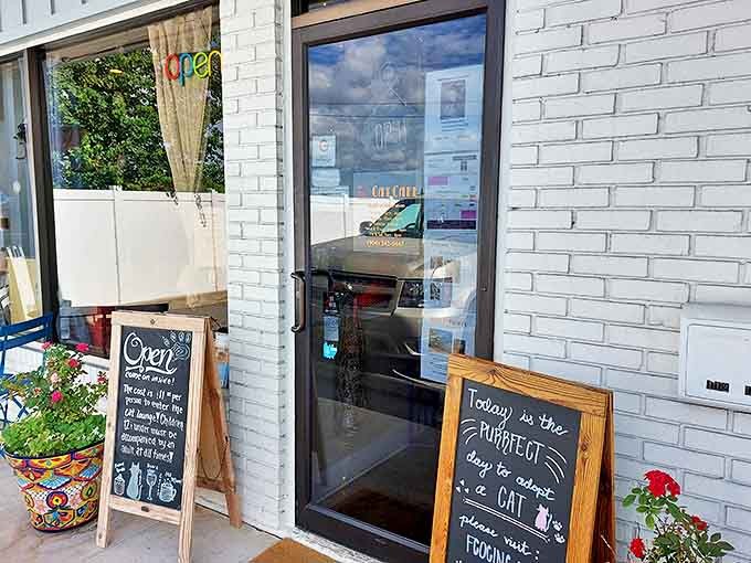 "Today is the PURRFECT day to adopt a CAT" proclaims the sidewalk sign, inviting passersby into this whiskered wonderland.