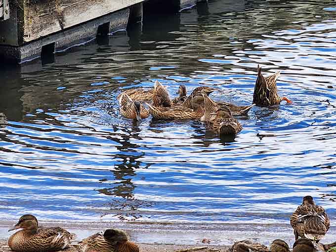 The local duck population enjoys the lake year-round, living their best life without worrying about mortgages or Monday mornings.