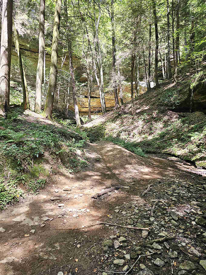 Sun-dappled trails invite exploration through ancient woodlands, where each bend promises new discoveries for the curious hiker.