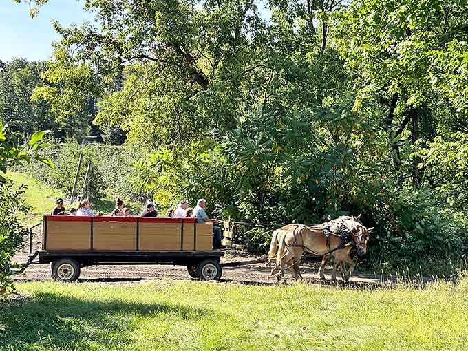 Horse-drawn hayrides offer the perfect speed for appreciating autumn's splendor – approximately two miles per hour, or one Instagram post per minute.