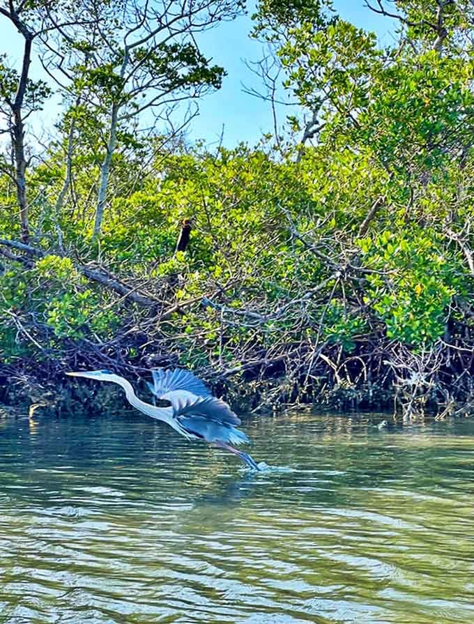 A great blue heron demonstrates perfect takeoff form. Nature's original frequent flyer with impeccable timing.