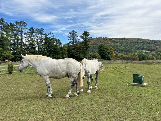 These majestic white horses could be posing for a calendar shoot, their elegant presence transforming an ordinary pasture into a scene worthy of equestrian royalty.