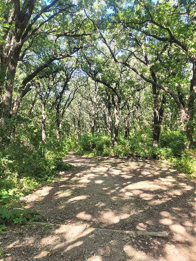 Sunlight filtering through trees creates that magical effect that photographers chase and the rest of us just enjoy accidentally.