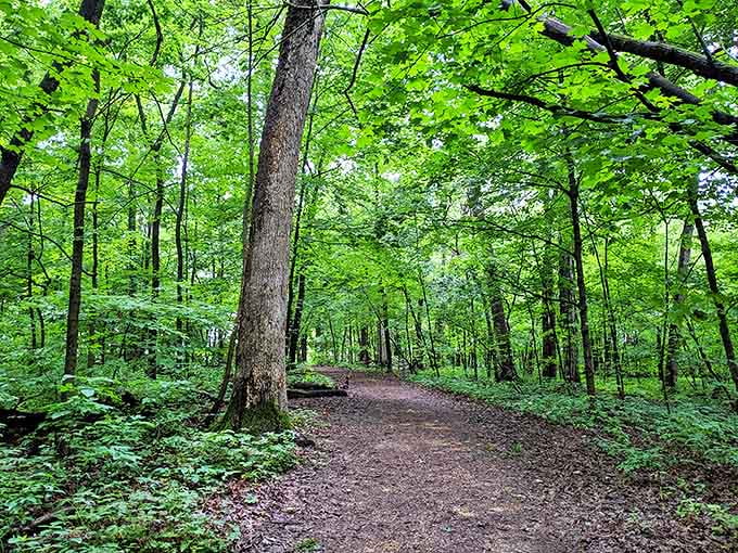 Dappled sunlight plays across the forest trail, creating a natural spotlight show that changes with every passing breeze.