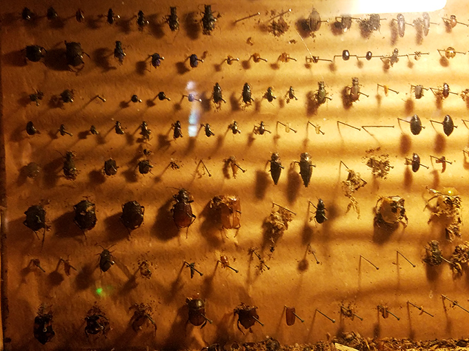 Meticulously arranged insect specimens showcase nature's diversity in miniature – from beautiful butterflies to beetles that would make an entomologist giddy.