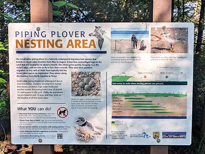 Conservation in action: These protected nesting areas ensure future generations will hear the distinctive call of piping plovers along Great Lakes shores.