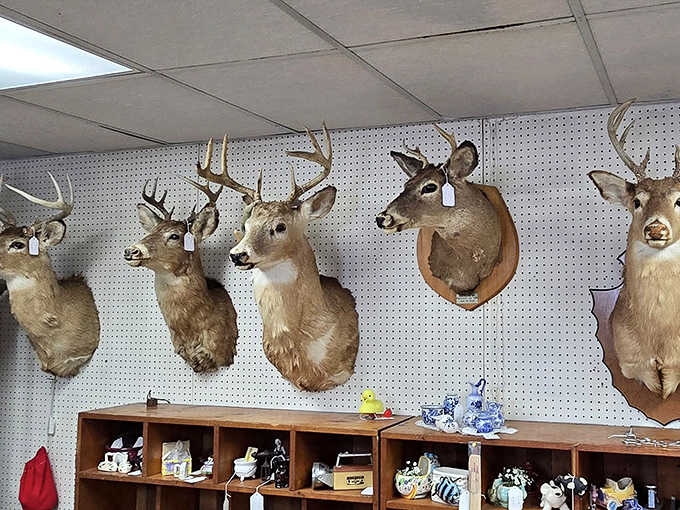 The taxidermy collection watches over shoppers with glass eyes that have seen decades pass &ndash; a hunting lodge aesthetic for the bold decorator.