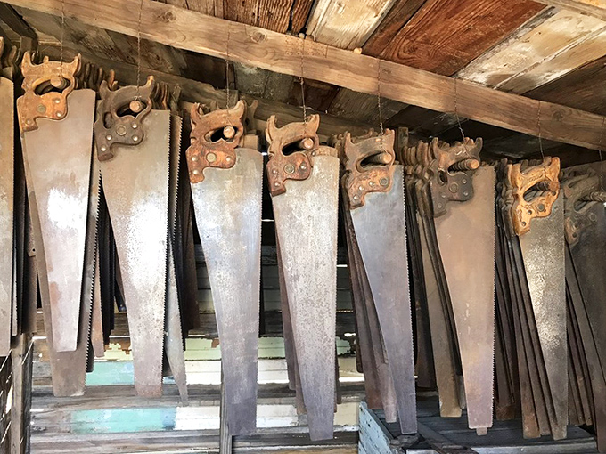 These aren't just saws &ndash; they're the teeth that bit through the wilderness. The collection hangs like a timeline of American determination.