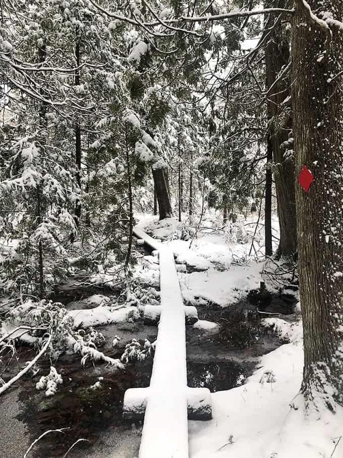Winter blankets the trails in pristine snow, creating a silence so complete you can hear your own thoughts echoing through the frozen forest.