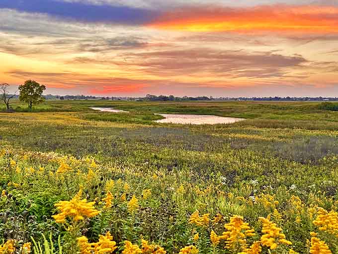 Springbrook Prairie explodes with wildflowers at sunset, showcasing Illinois' natural beauty in a breathtaking display of colors.
