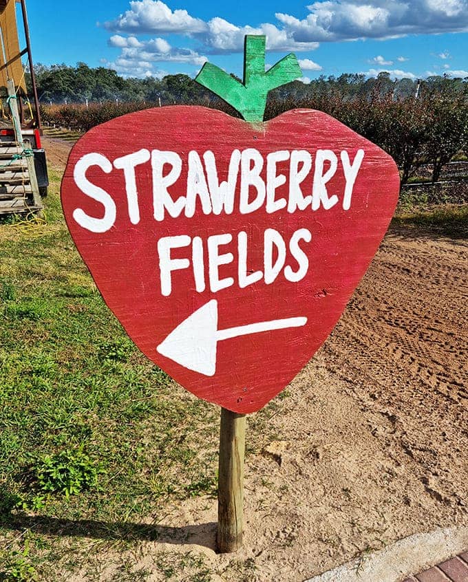 A cheerful sign points the way to strawberry fields, where visitors discover that "forever" means "until your container is embarrassingly full."