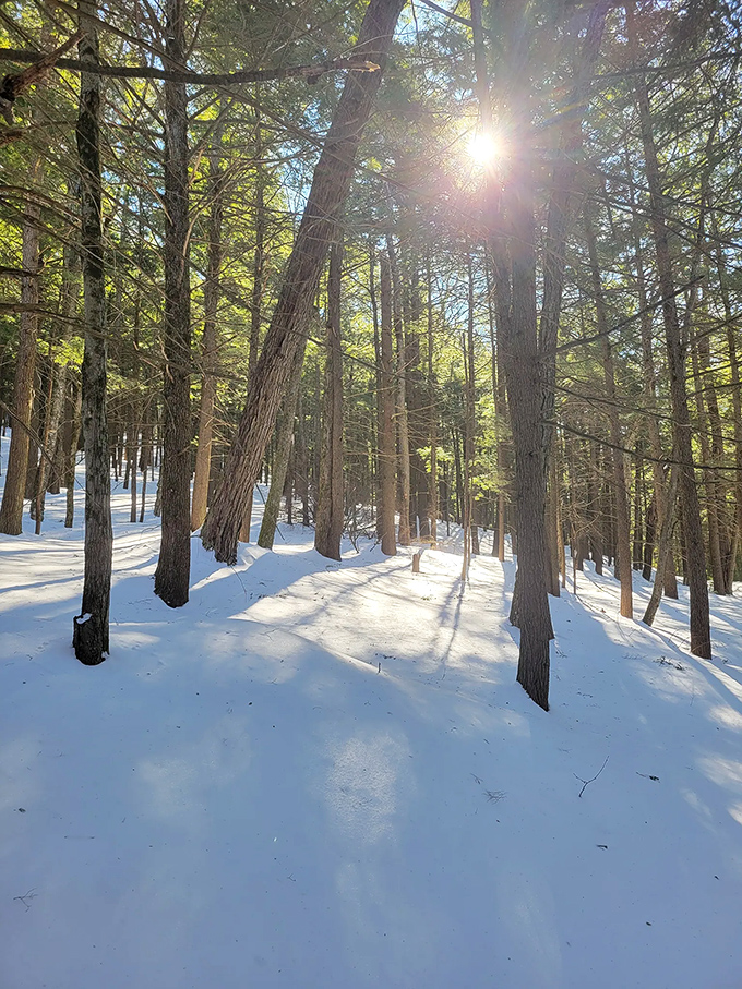 Morning light filters through the pines, creating nature's own spotlight effects. No artificial lighting required.