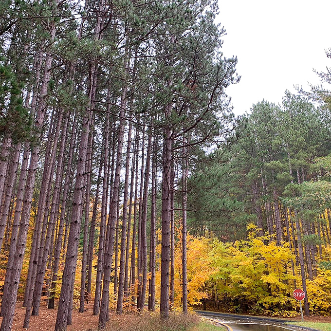 Towering pines stand like nature's skyscrapers, their autumn-kissed neighbors adding splashes of gold to this living landscape painting.