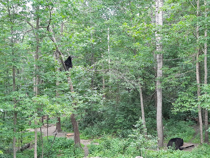 Nature's cathedral &ndash; towering trees create a sanctuary within the sanctuary, where bears can retreat when they need alone time.