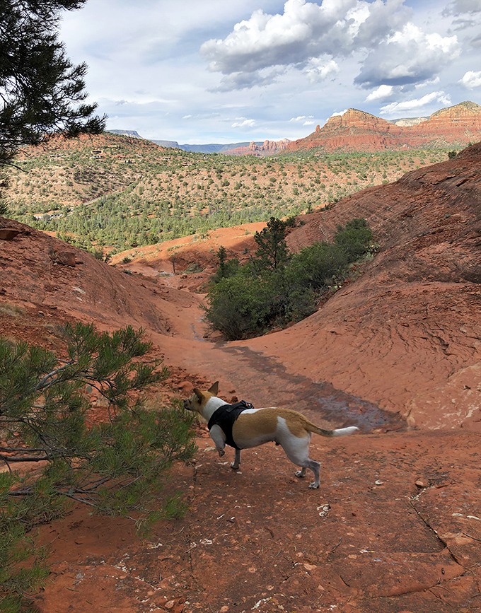 Four-legged hikers enjoy the trail too, though they navigate the terrain with considerably more grace than their two-legged companions.