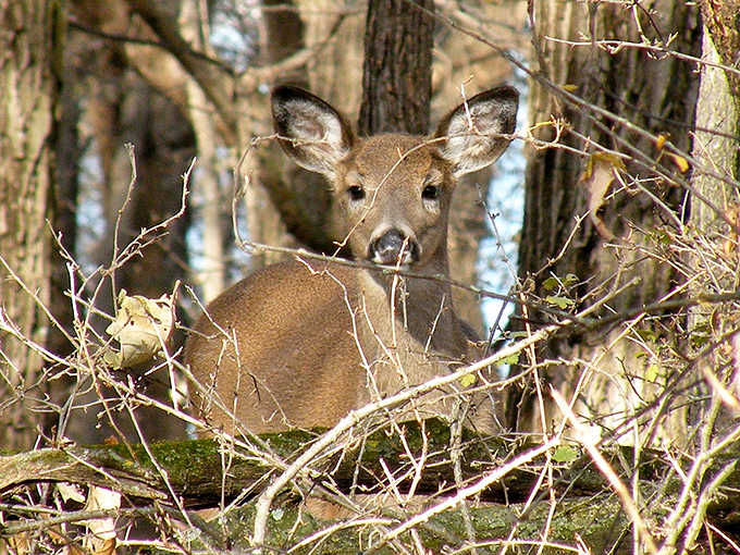 "Oh, hello there! Just browsing the forest buffet." This deer's expression captures woodland curiosity perfectly.