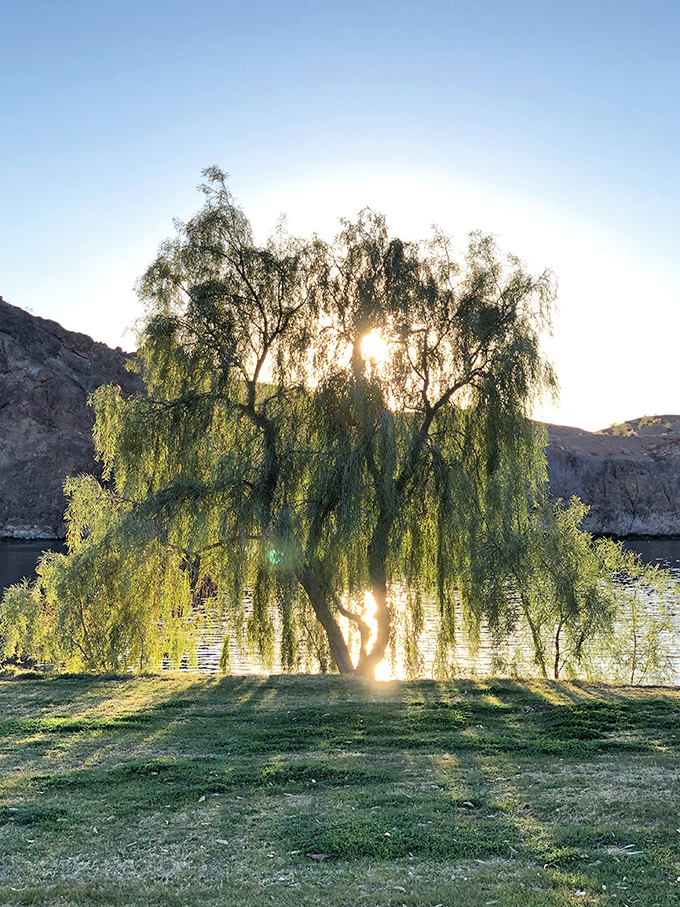 Sunlight filters through weeping branches, creating a natural cathedral where river meets shore in perfect tranquility.