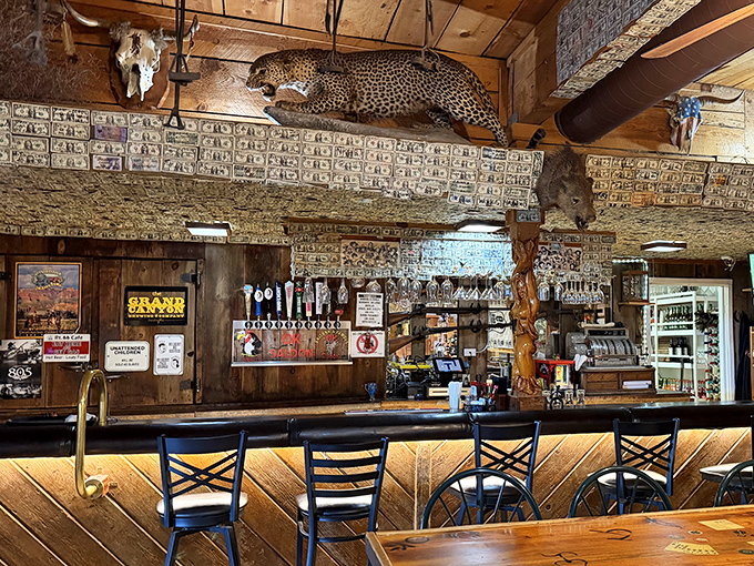 Dollar bills paper the walls behind the bar, each representing a visitor who left their mark, creating a mosaic of memories beneath mounted wildlife.
