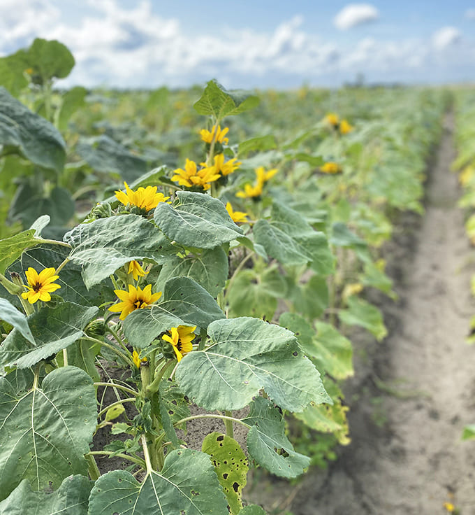 Young sunflowers reaching skyward, their leaves creating a patchwork of green beneath the brilliant yellow crowns.