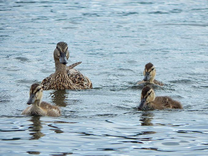 A mother duck leads her ducklings through the shallows, adding a touch of wilderness to this already perfect scene.