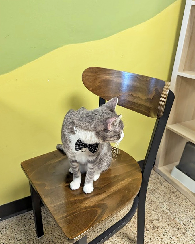 This dapper gentleman in a bow tie knows he's the most eligible bachelor in the room &ndash; and isn't afraid to work it.