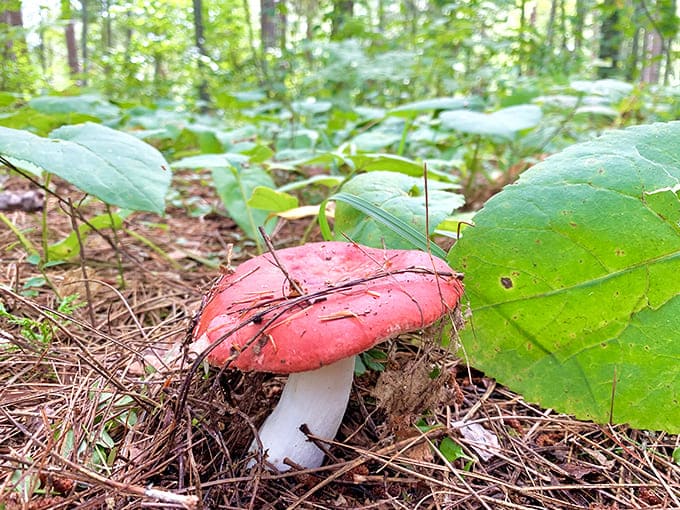 This vibrant mushroom adds a pop of color to the forest floor &ndash; nature's way of saying "look down sometimes, not just up at the big trees!"
