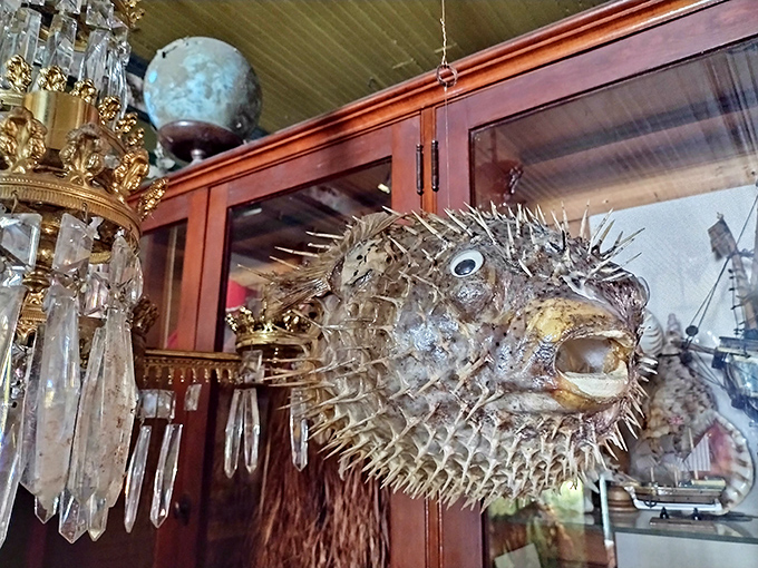 This preserved pufferfish hangs suspended near a crystal chandelier, creating perhaps the most unexpected pairing in a museum full of surprises.