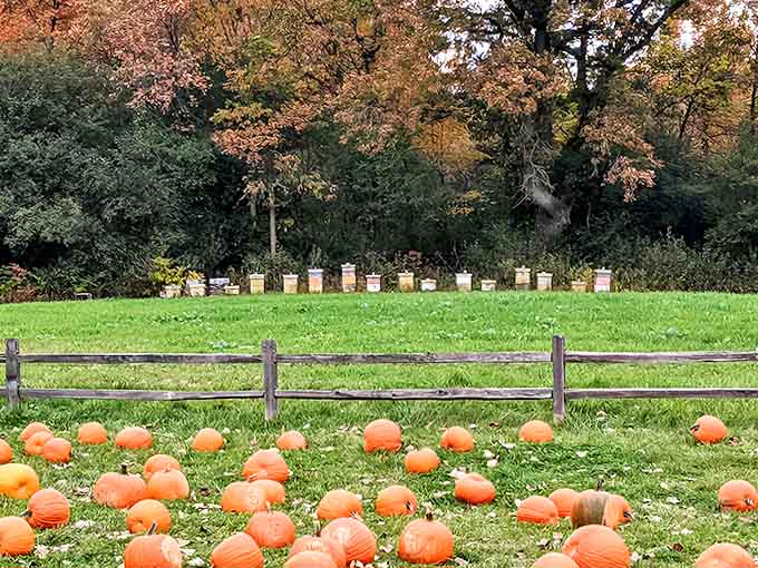 Pumpkins scattered across the field like orange dots on a green canvas &ndash; each one waiting to become someone's perfect jack-o'-lantern or pie filling.